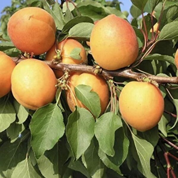 Koloninis abrikosas ‘Compacta’ | Tado Ūkis