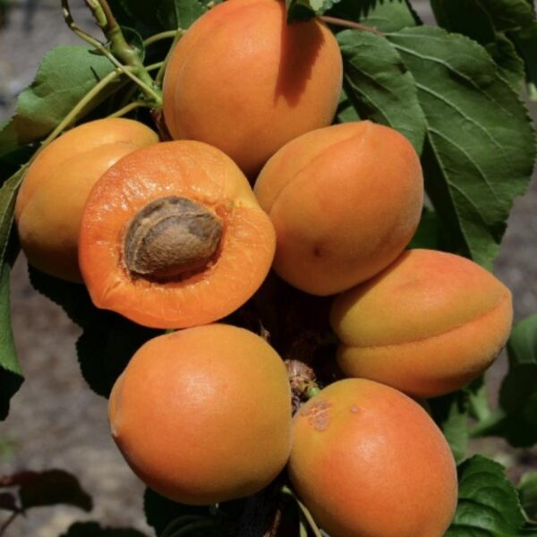 Koloninis abrikosas ‘Compacta’ | Tado Ūkis