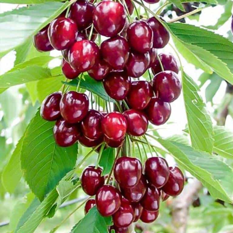 Koloninis vyšnios - trešnės hibridas ‘Karolina’ (Caroline) | Tado Ūkis