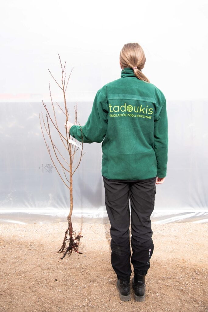 Koloninis abrikosas 'Compacta' - Tado Ūkis