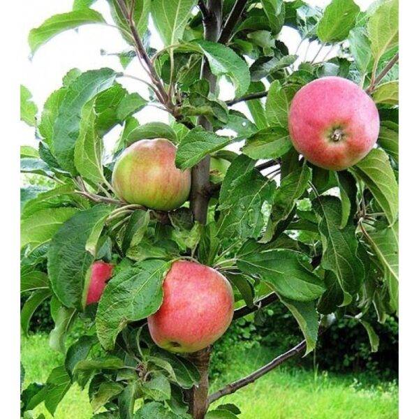 Koloninė obelis ‘Uldis’ | Tado Ūkis