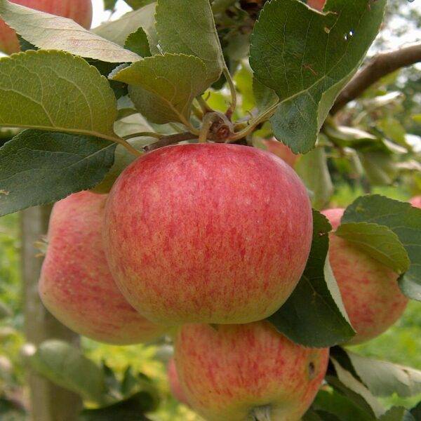 Obelis ‘Lobo’ | Tado Ūkis