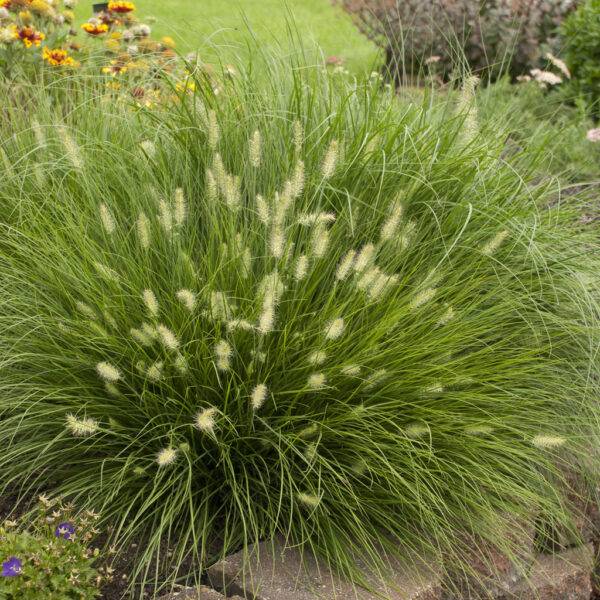 Kininis miskantas ‘Memory’ | Tado Ūkis