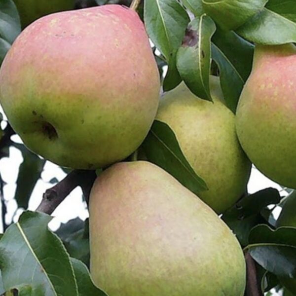 Kriaušė ‘Suvenyr’ | Tado Ūkis