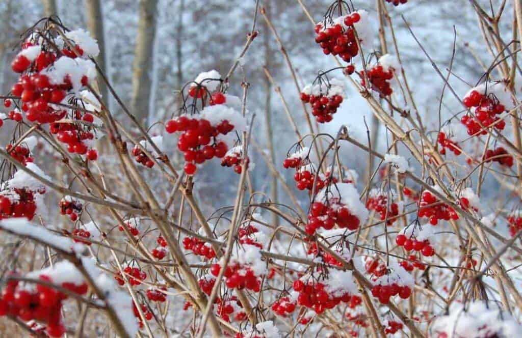 Paprastasis putinas | Tado Ūkis