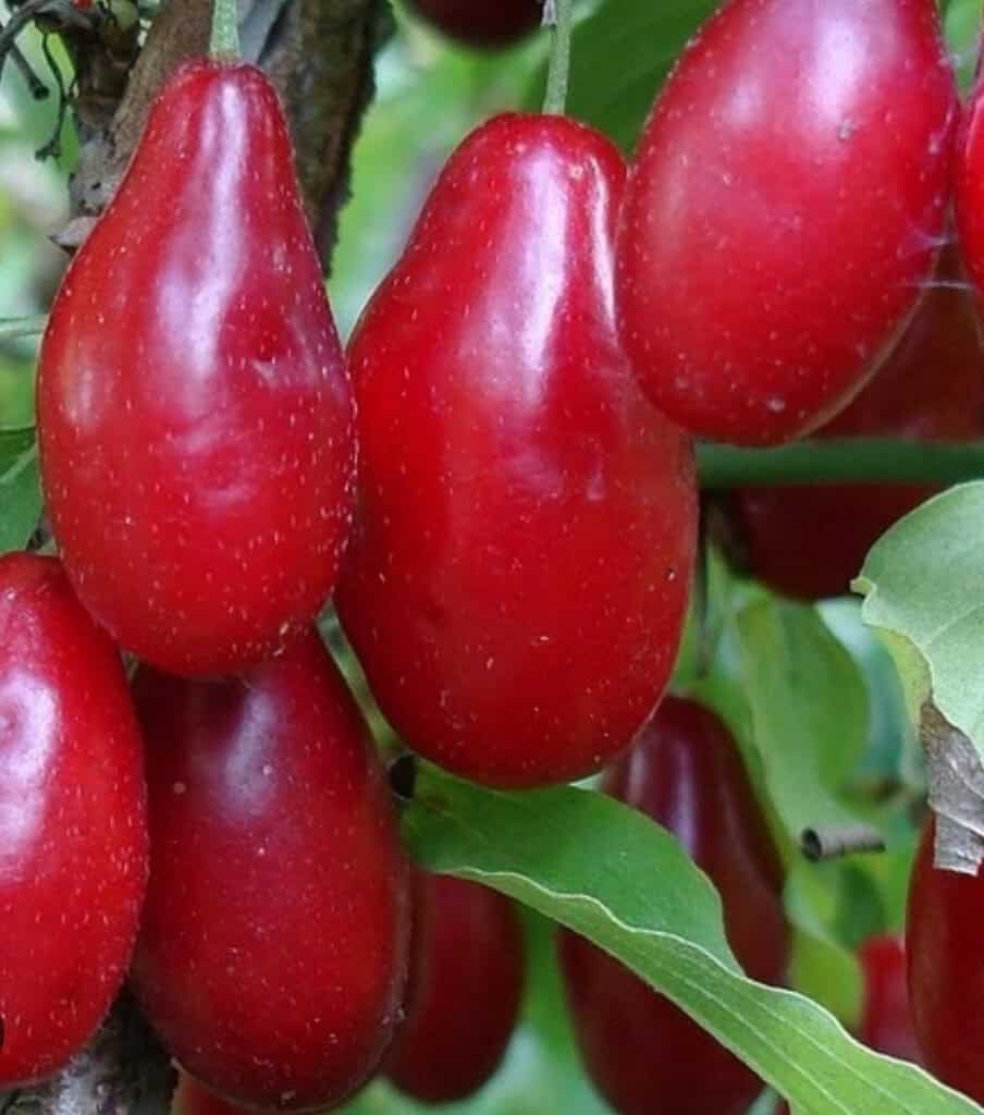 Sedula geltonžiedė ‘Wydubieckij’ | Tado Ūkis