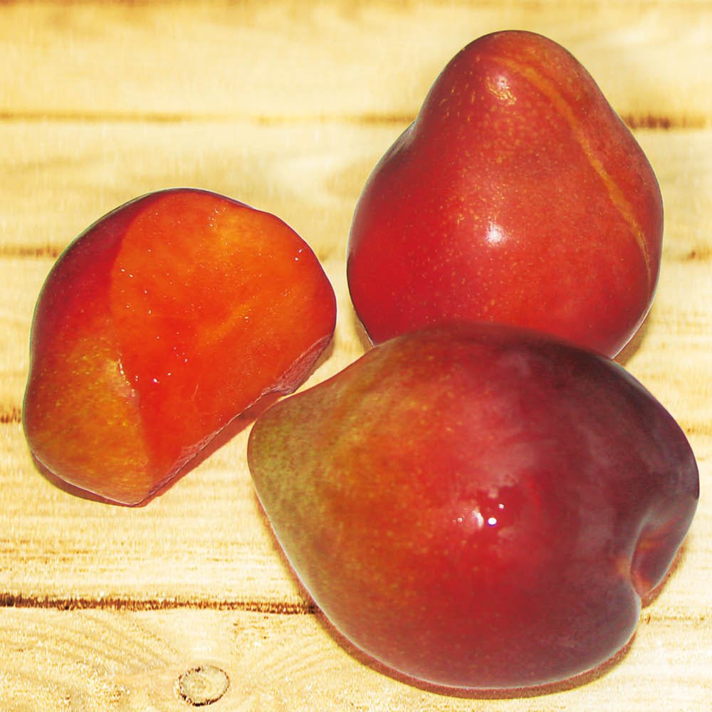 Slyva 'Sharko Red' - Tado Ūkis