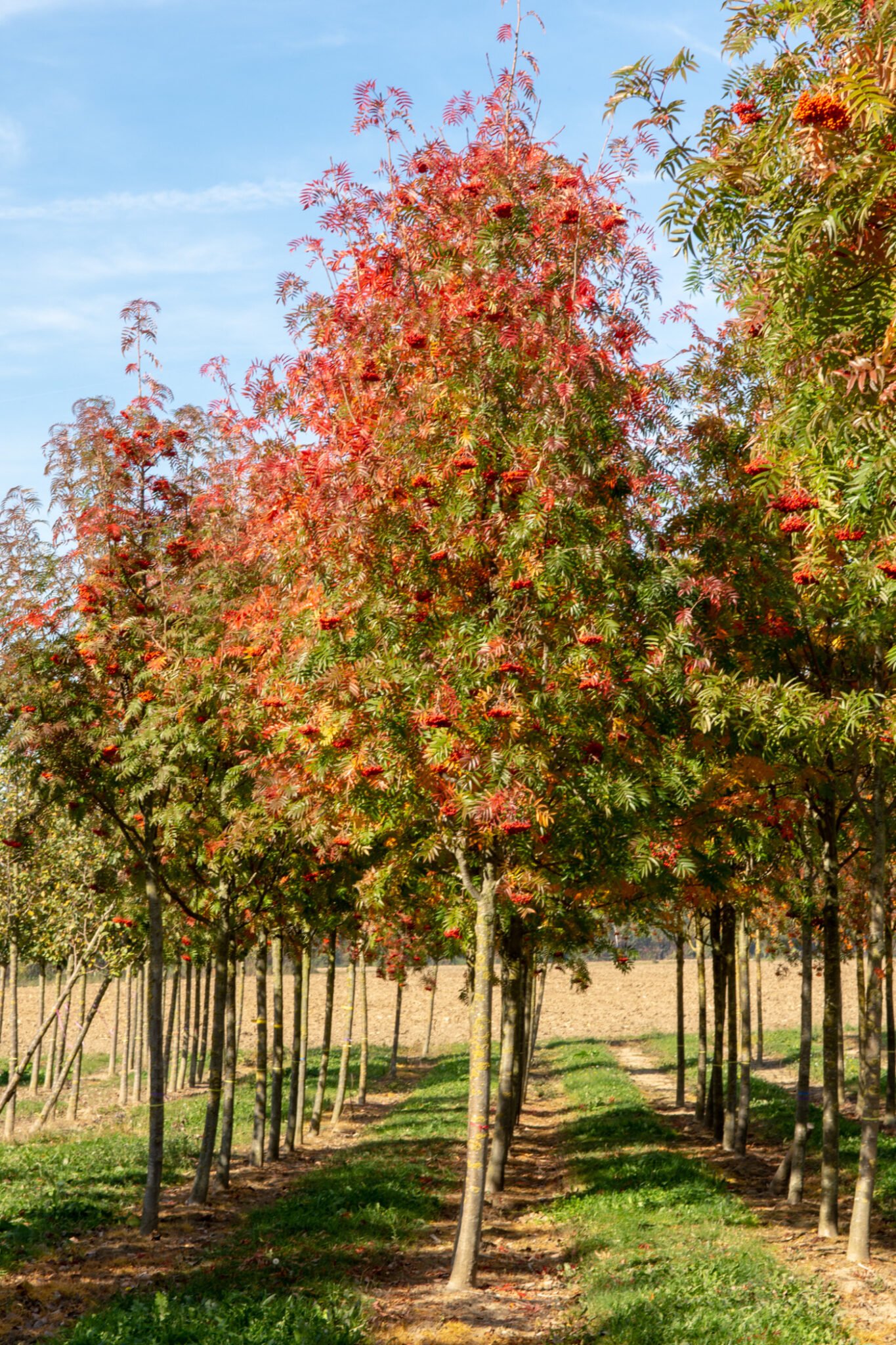 Japoninis šermukšnis ‘Dodong’ | Tado Ūkis