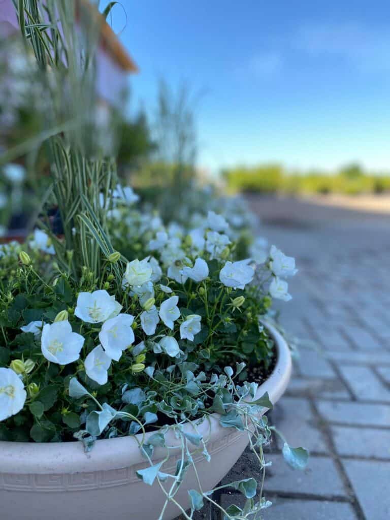 Karpatinis katilėlis ‘Pearl White’ | Tado Ūkis