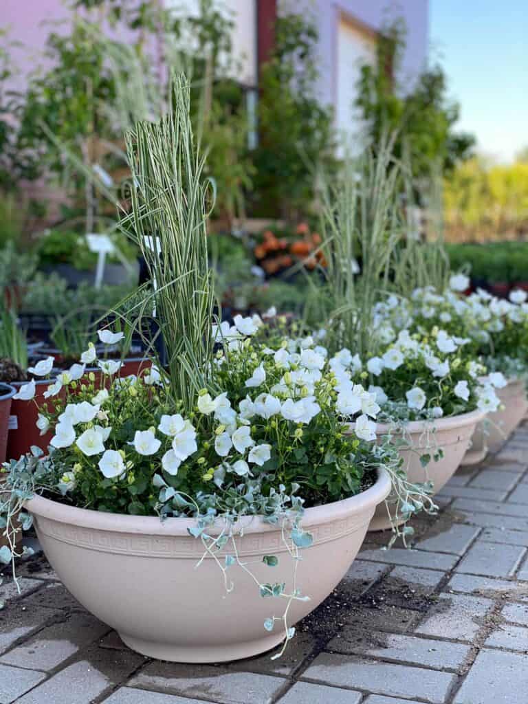 Karpatinis katilėlis ‘Pearl White’ | Tado Ūkis