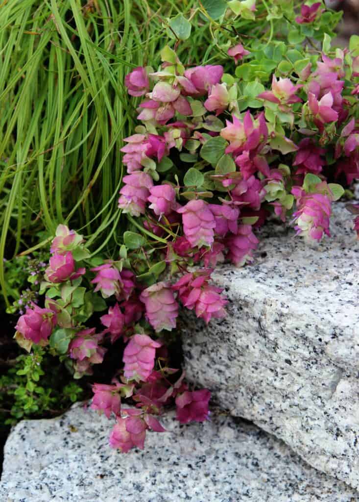 Dekoratyvinis krūminis raudonėlis ‘Kent Beauty’ | Tado Ūkis