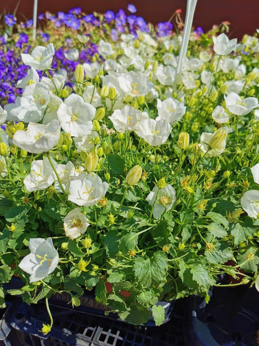 Karpatinis katilėlis ‘Pearl White’ | Tado Ūkis