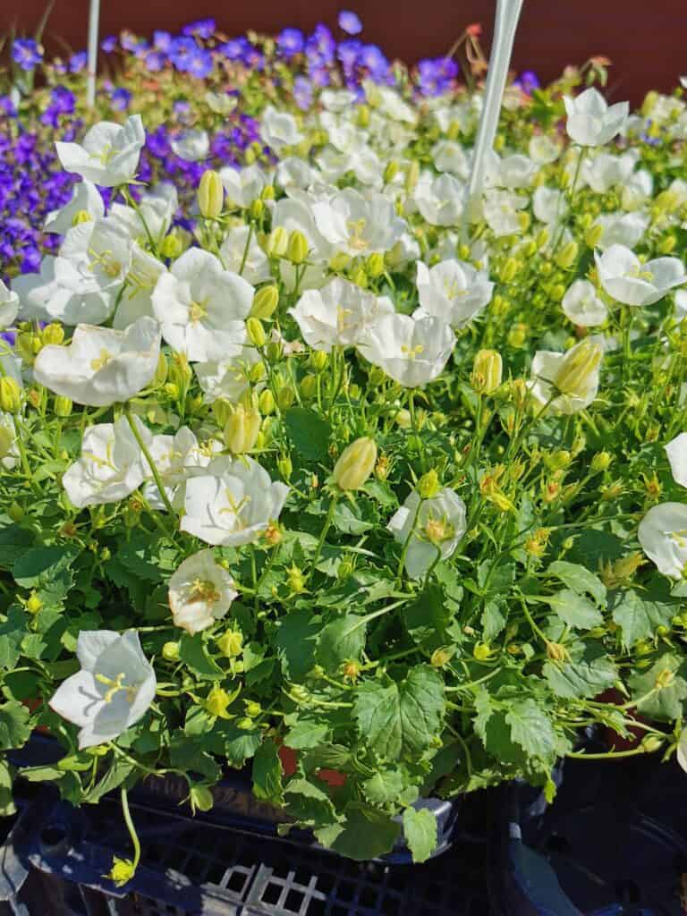 Karpatinis katilėlis ‘Pearl White’ | Tado Ūkis