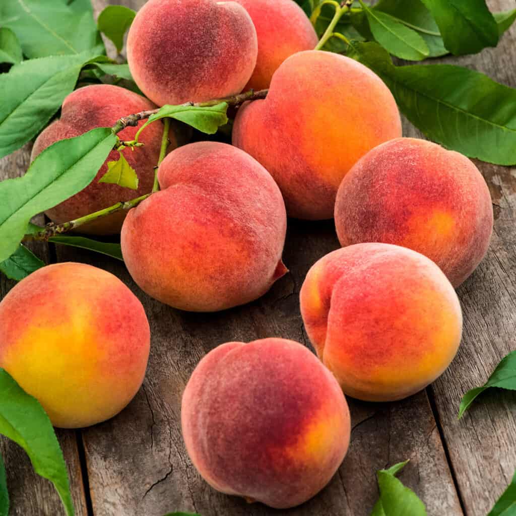 Koloninis persikas ‘Aida’ | Tado Ūkis