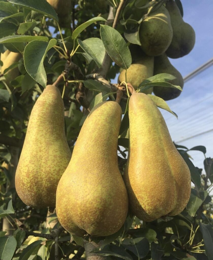 Koloninė kriaušė ‘Abate Fetel’ | Tado Ūkis