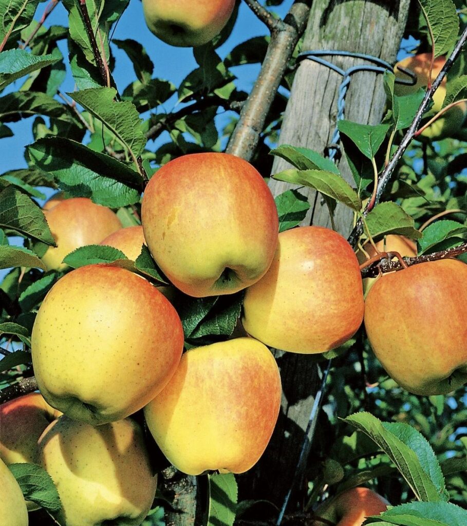 Obelis ‘Sirius’ | Tado Ūkis