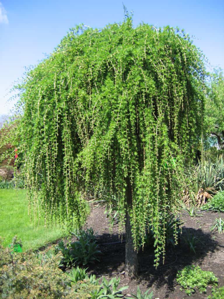 Europinis svyrantis maumedis ‘Pendula’ | Tado Ūkis