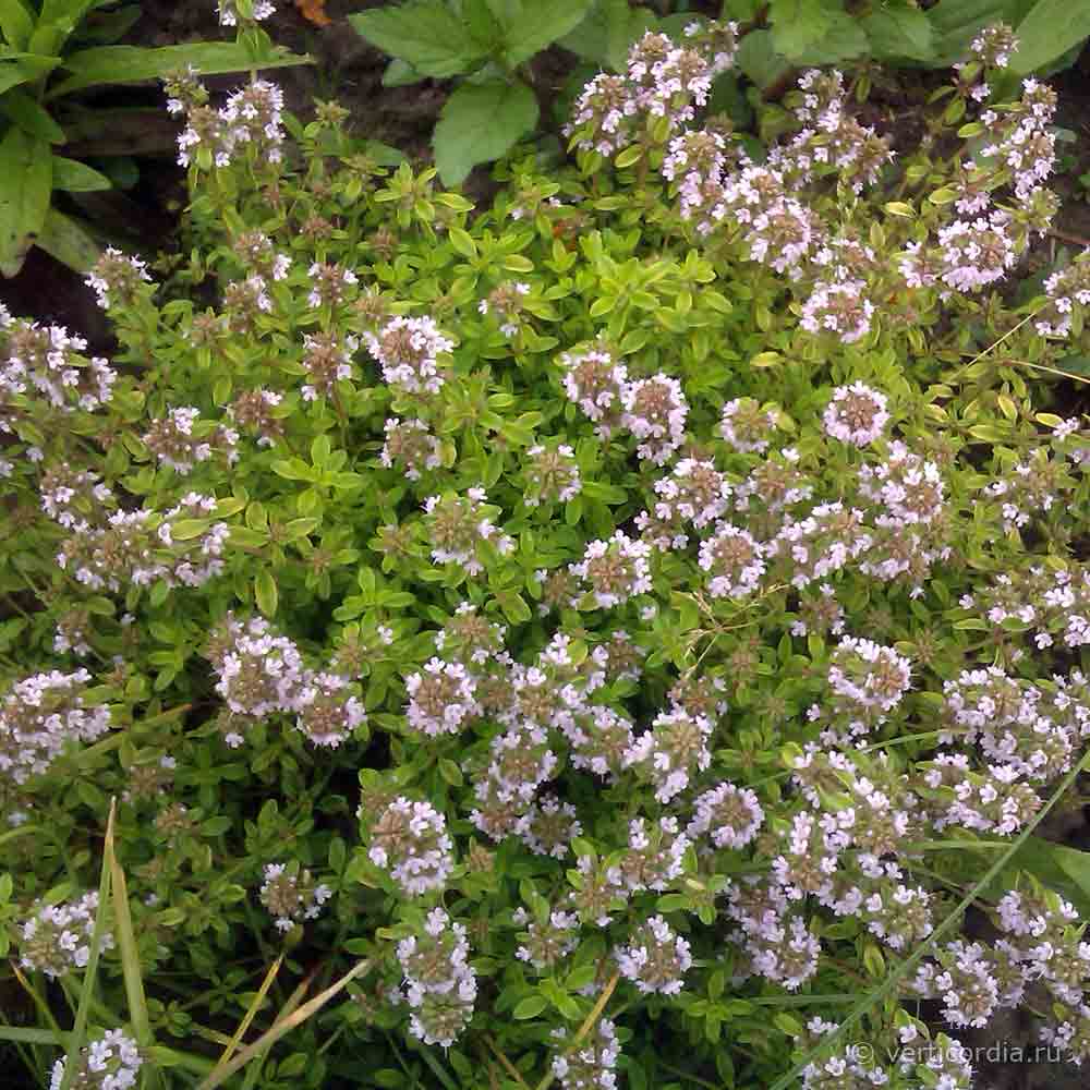 Citrininis čiobrelis 'Aureus' - Tado Ūkis