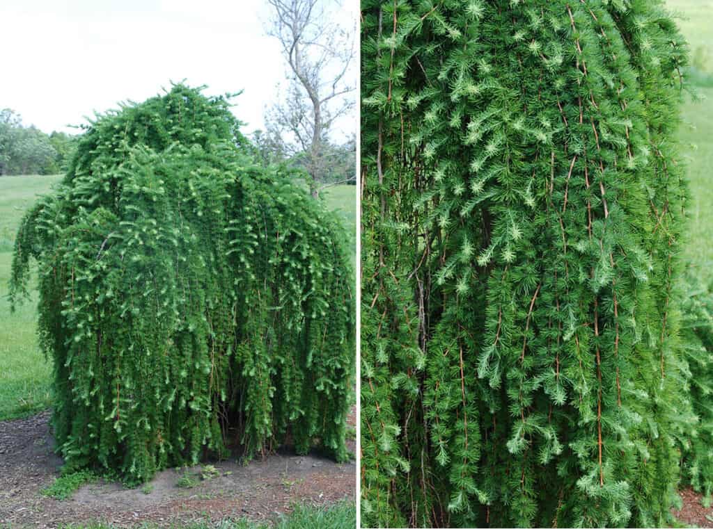 Europinis svyrantis maumedis ‘Pendula’ | Tado Ūkis