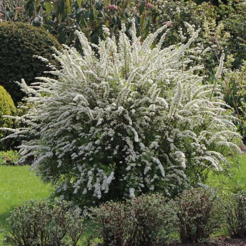 Lanksva pilkoji ‘Grefsheim’ | Tado Ūkis