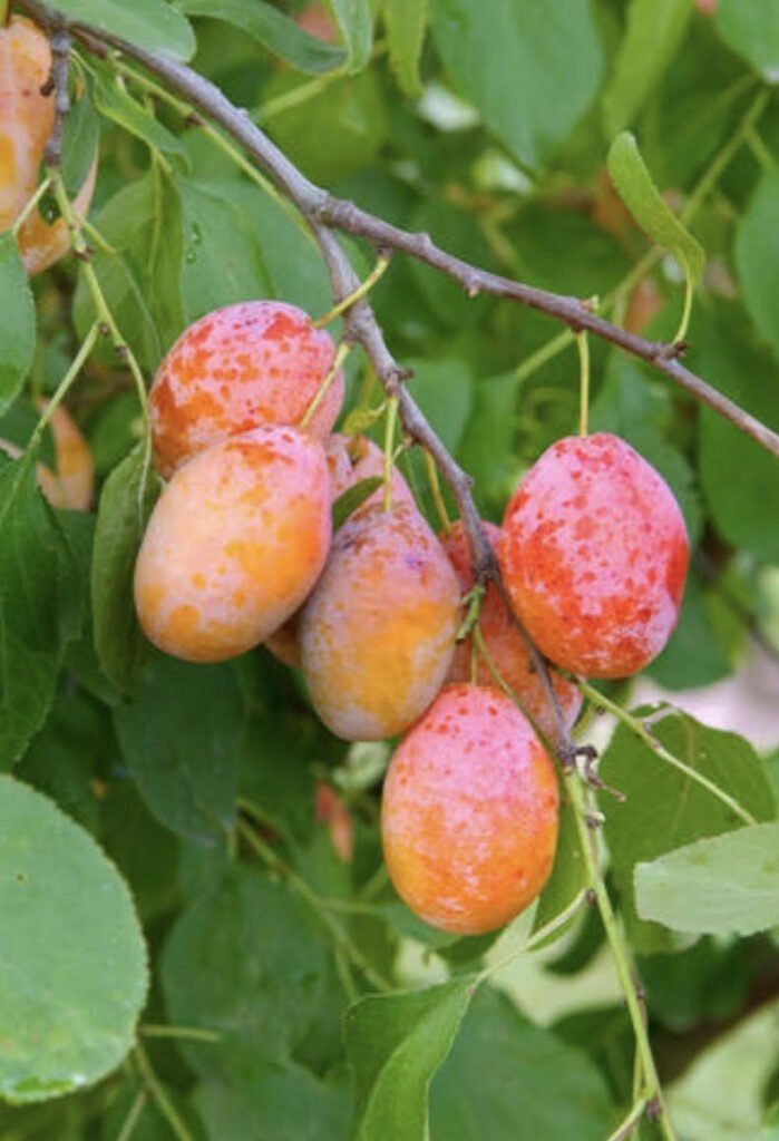 Slyva ‘Tipala’ | Tado Ūkis