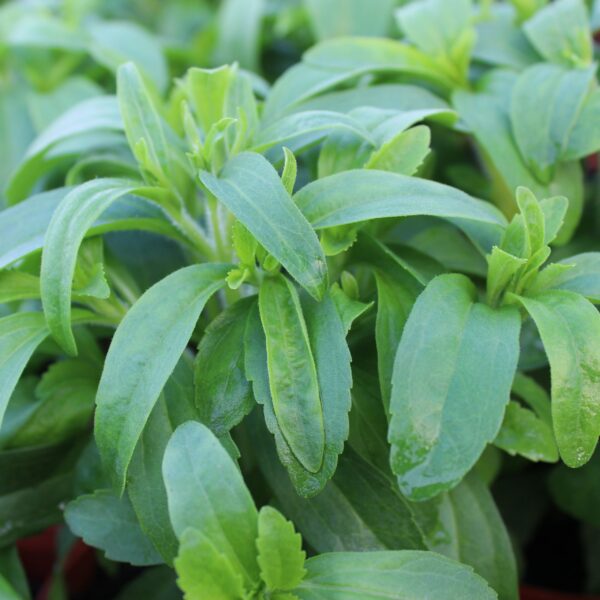 Saldžioji stevija (medaus žolė) | Tado Ūkis