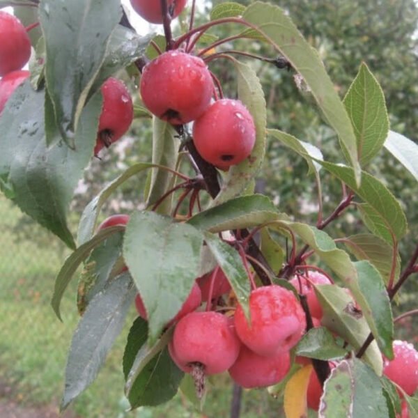 Rojaus obelis ‘Ola’ | Tado Ūkis