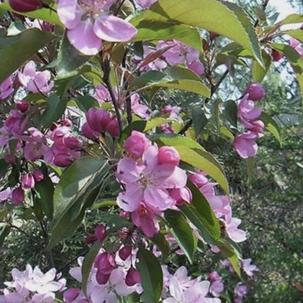 Rojaus obelis ‘Ola’ | Tado Ūkis