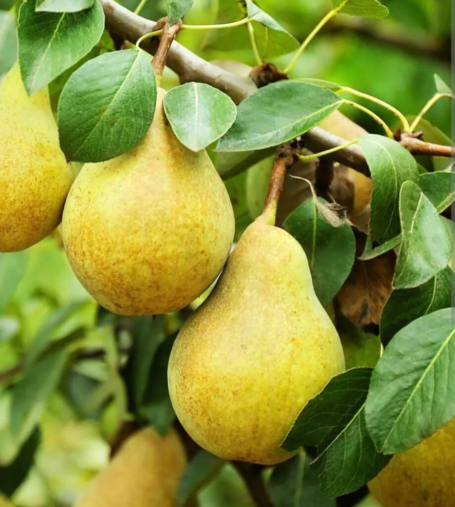 Kriaušė ‘Salisbury’ | Tado Ūkis