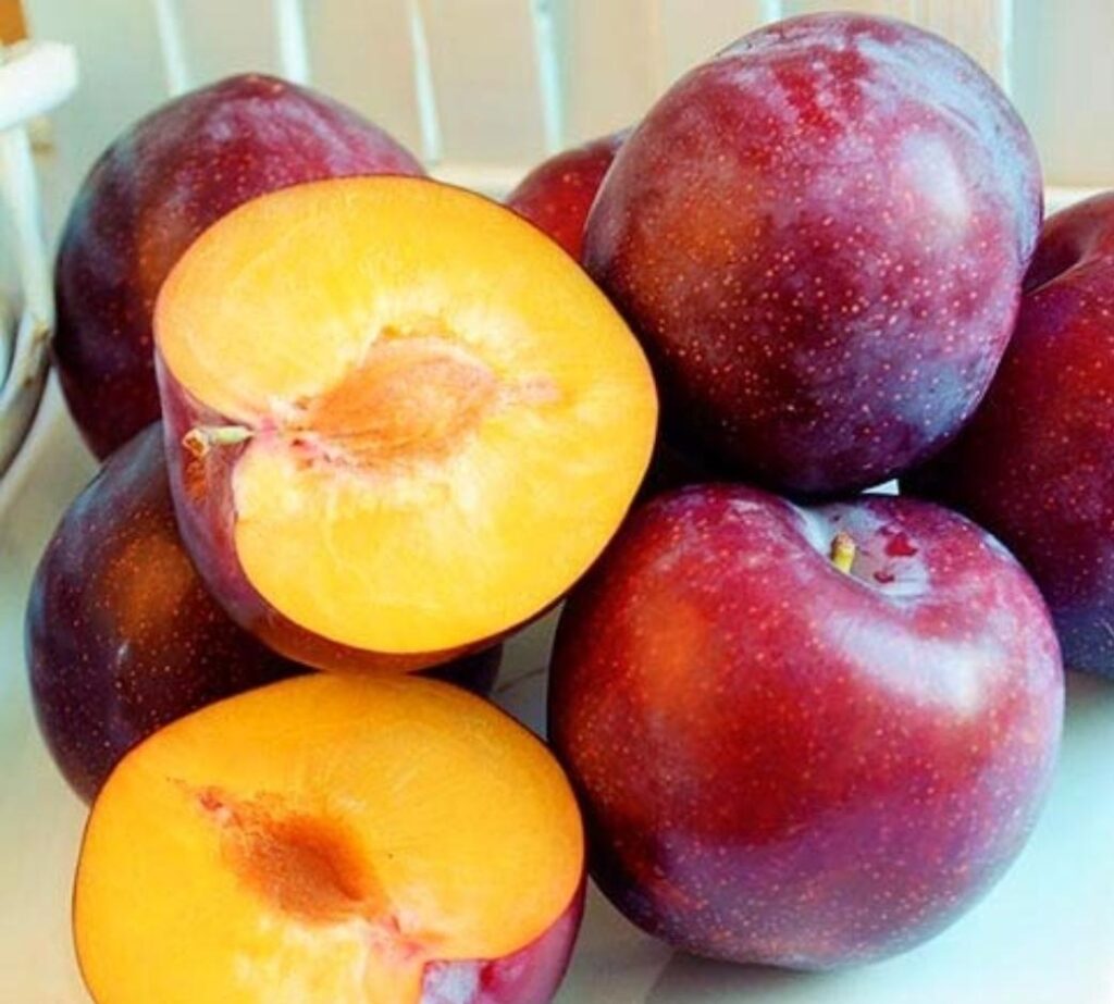 Slyva ‘Alpejskaja’ | Tado Ūkis