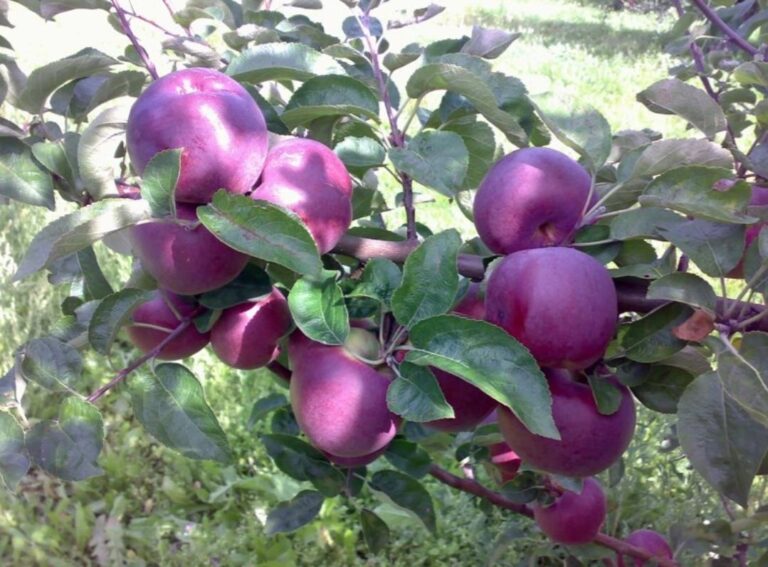 Obelis ‘Spartan’ | Tado Ūkis