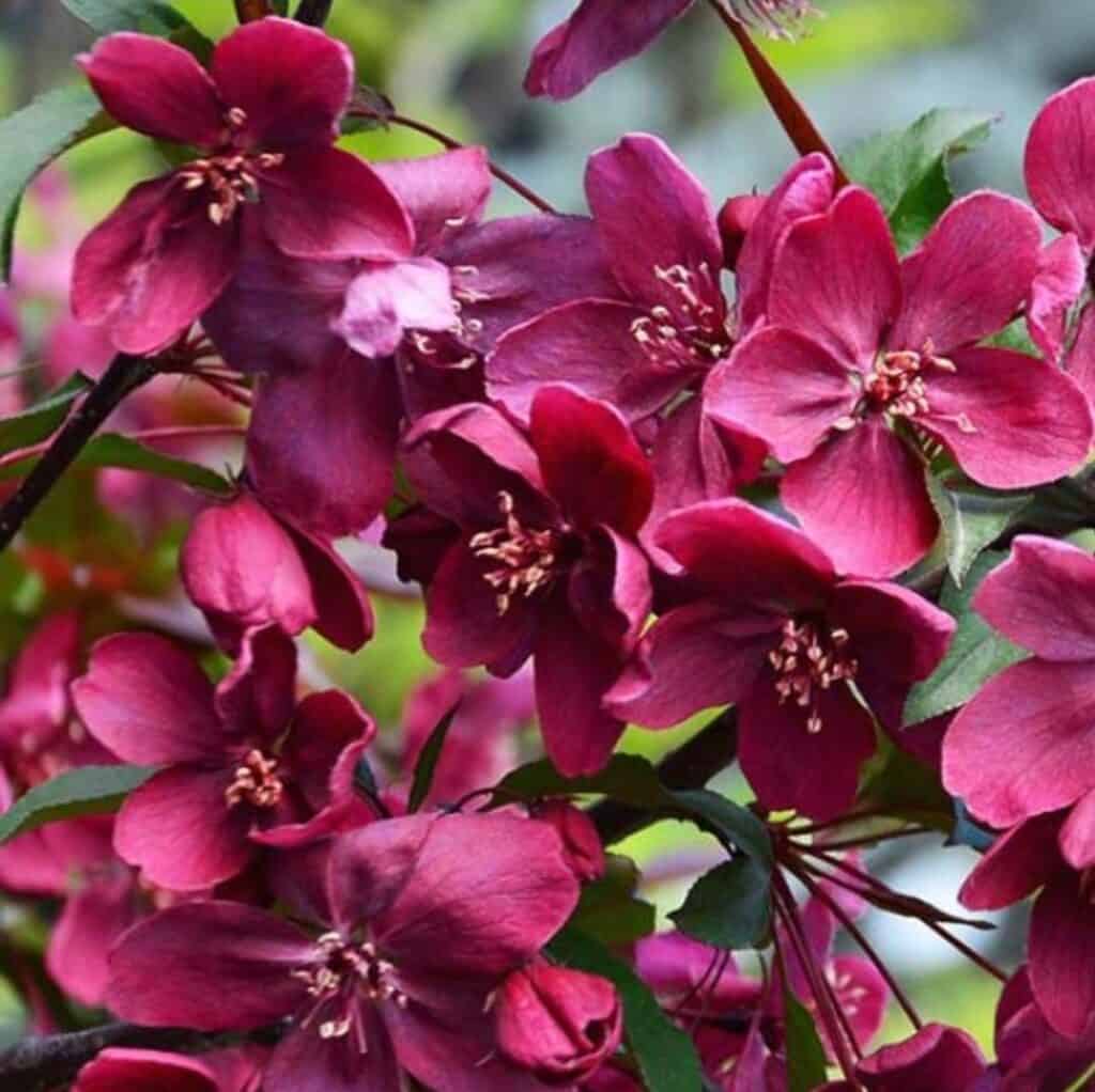 Nykštukinė rojaus obelis ‘Royalty’ | Tado Ūkis