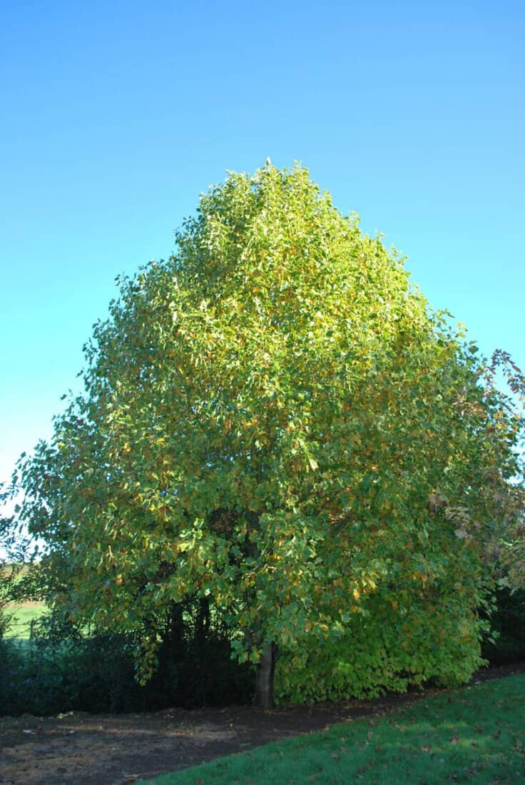 Tulpmedis ‘Aureomarginata’ | Tado Ūkis