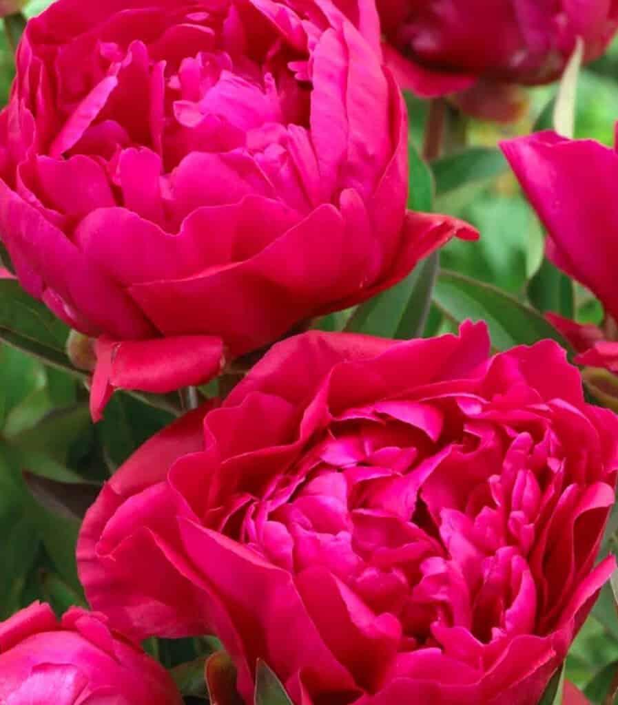 Bijūnas ‘Karl Rosenfield’ | Tado Ūkis