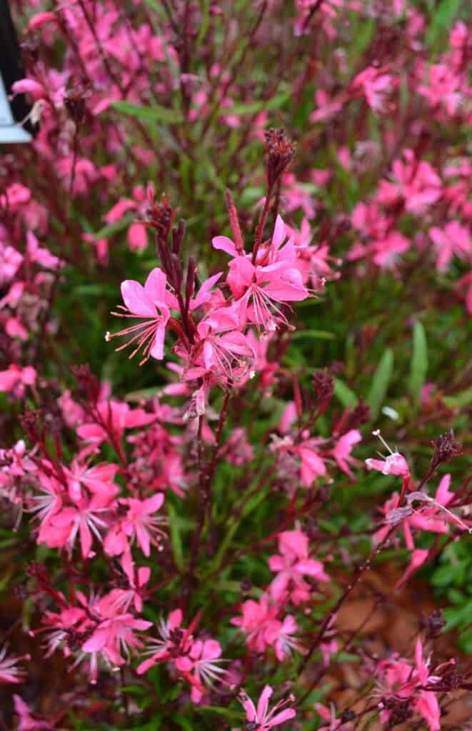 Gaura ‘Dark Pink’ | Tado Ūkis