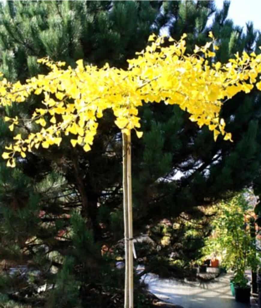 Dviskiautis ginkmedis ‘Horizontalis’ | Tado Ūkis