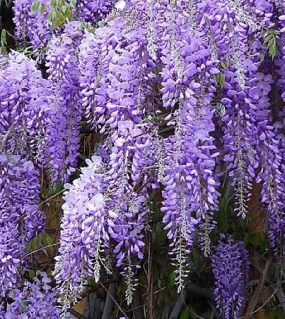 Visterija kininė | Tado Ūkis