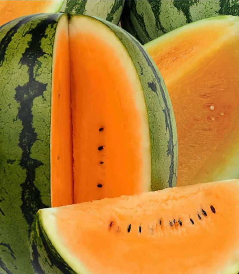 Arbūzų daigai | Tado Ūkis