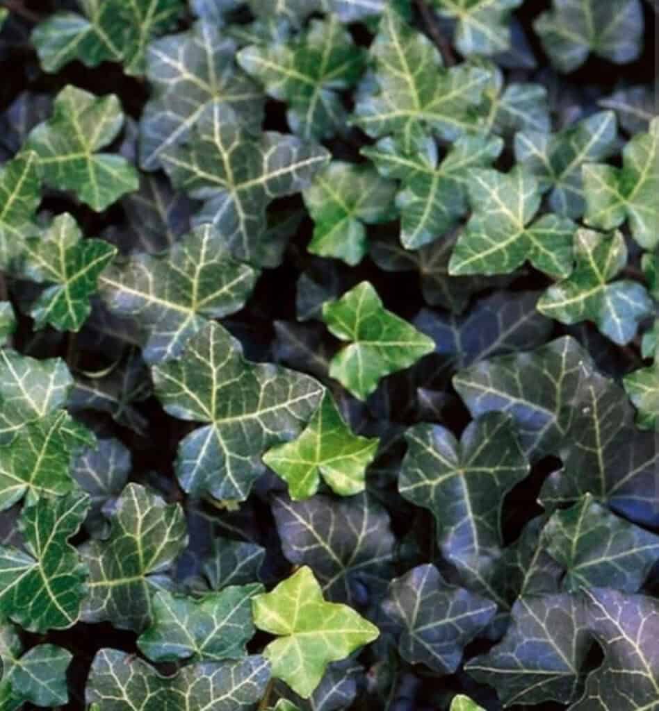 Gebenė lipikė ‘Arborescent Woerner’ | Tado Ūkis