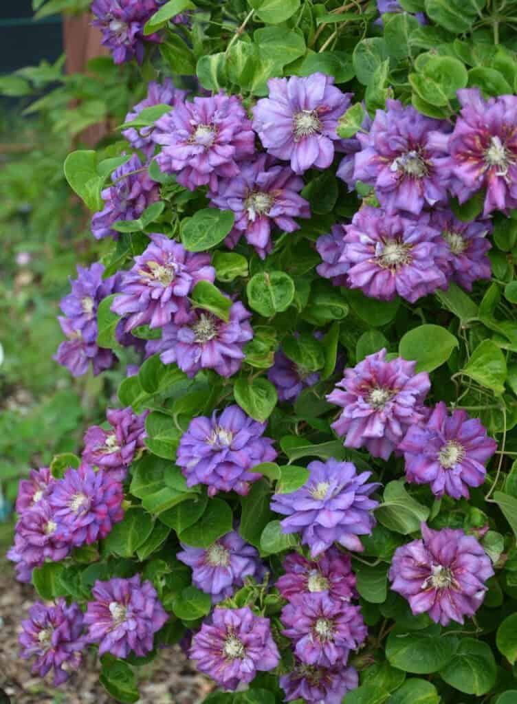 Raganė ‘Krolowa Bona’ | Tado Ūkis