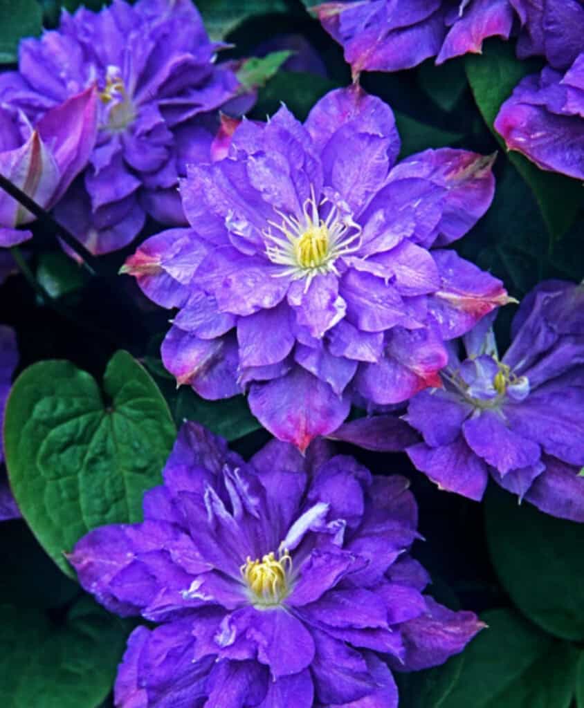 Raganė ‘Blue Explosion’ | Tado Ūkis