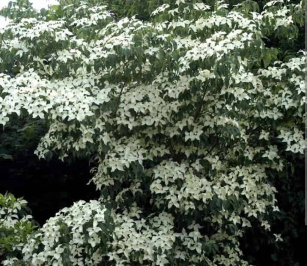 Sedula japoninė ‘Weisse Fontaine’ | Tado Ūkis