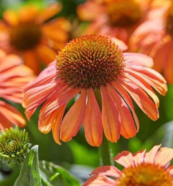 Ežiuolė ‘Meditation Orange’ | Tado Ūkis