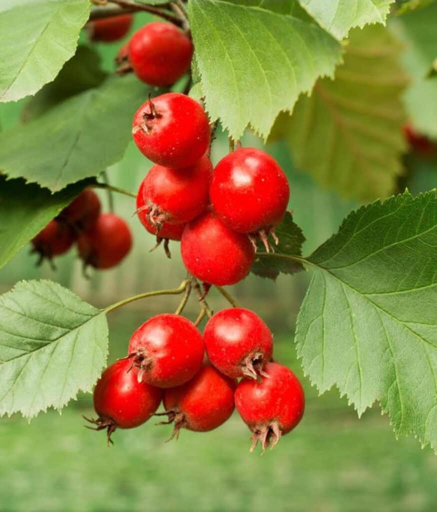 Gudobelė mezzo ‘Taškuotoji Aurea + Plunksnalapė’ | Tado Ūkis