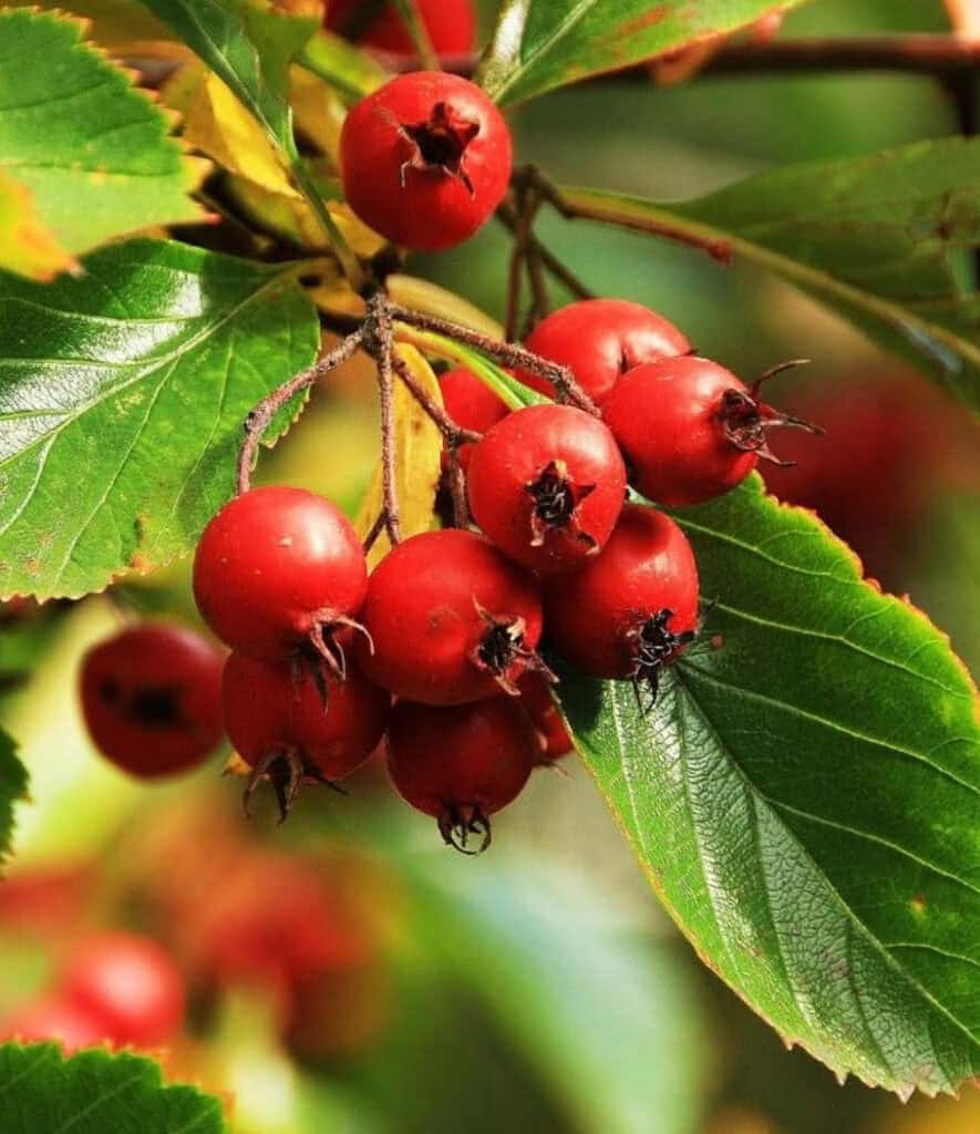 Gudobelė mezzo ‘Taškuotoji Aurea + Plunksnalapė’ | Tado Ūkis