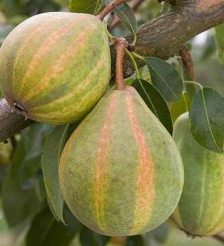 Kriaušė ‘Schweizerhoze’ | Tado Ūkis