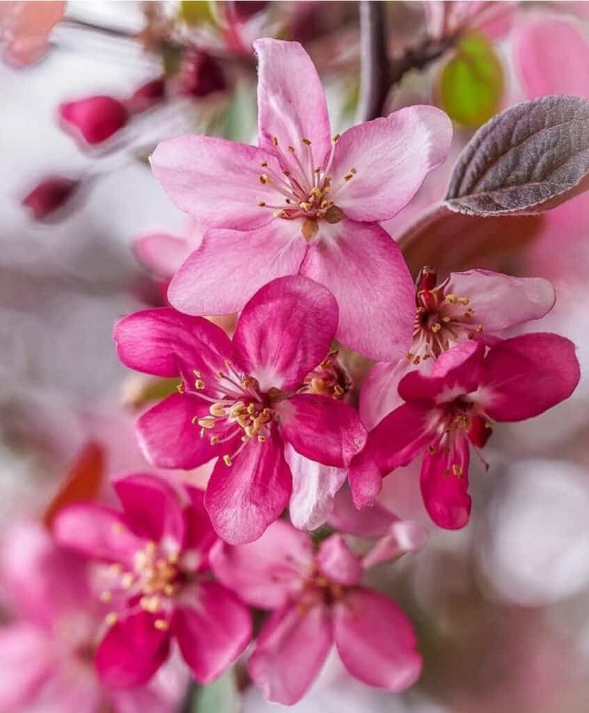 Rojaus obelis ‘Profusion’ | Tado Ūkis