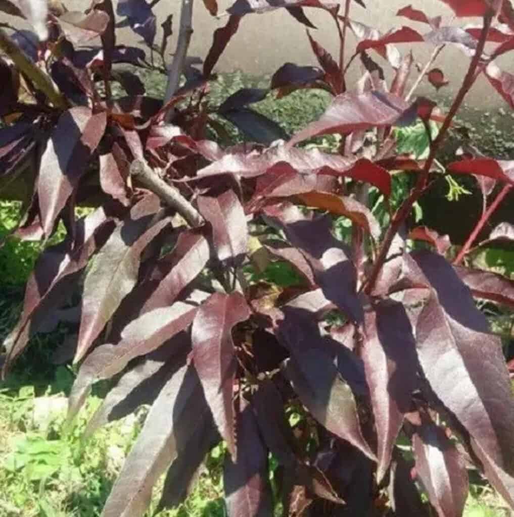 Koloninis nektarinas ‘Prince William’ | Tado Ūkis