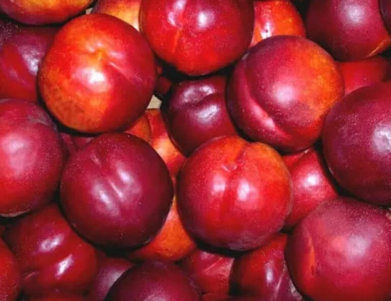 Koloninis nektarinas ‘Prince William’ | Tado Ūkis