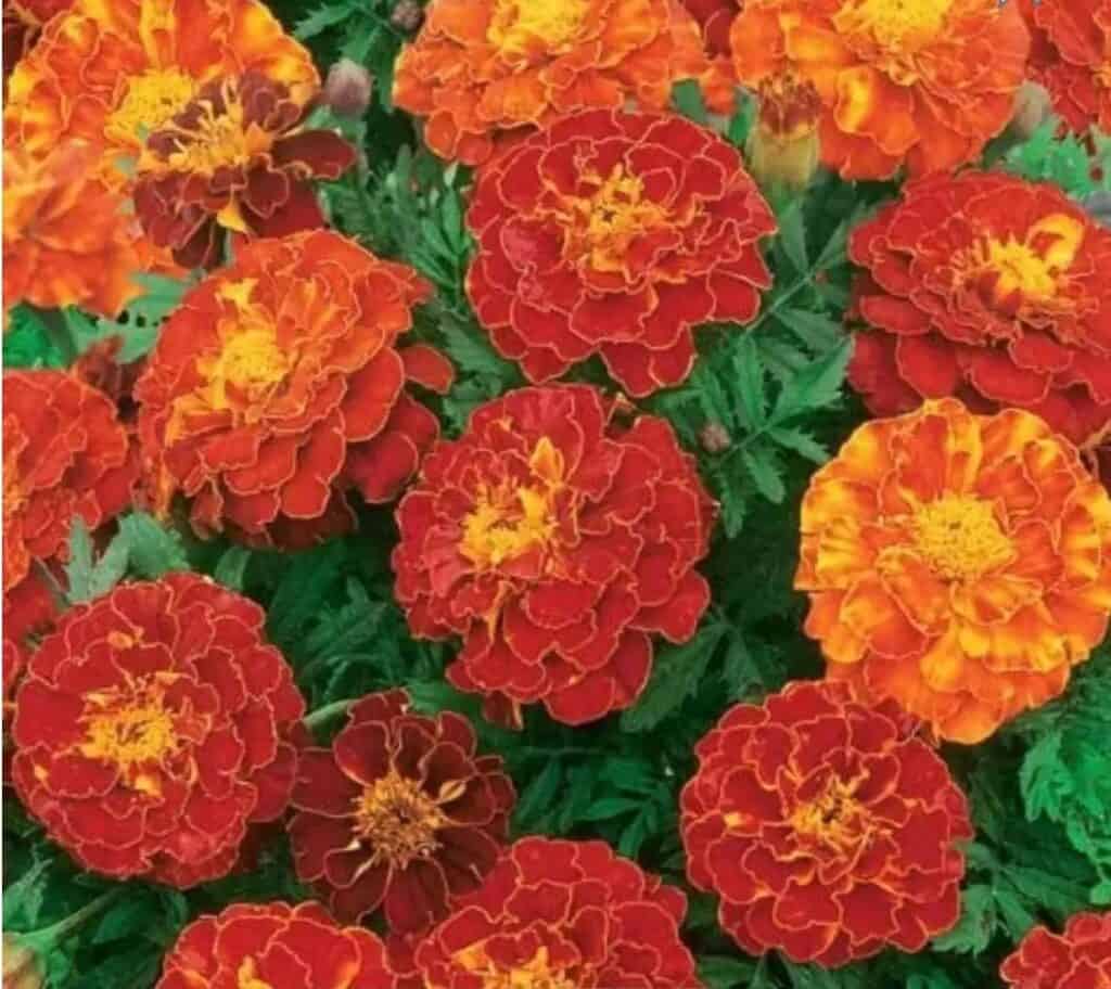 Gvazdikinis serentis ‘Aurora’ | Tado Ūkis